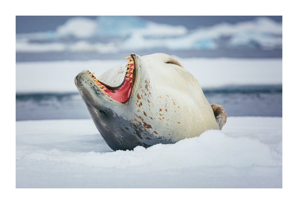 Leopard Seal Mouth
