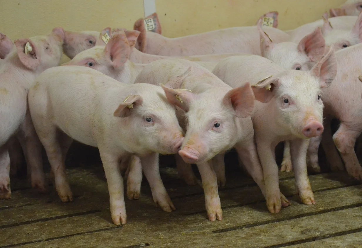 Pigs — Schafer Farms Inc.