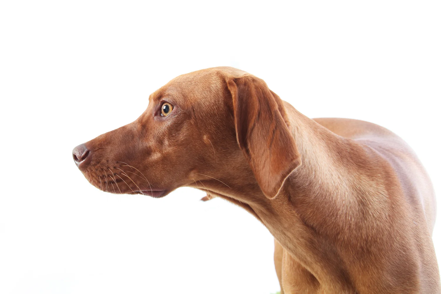 About — Sig & Viv's Natural Pet Pantry