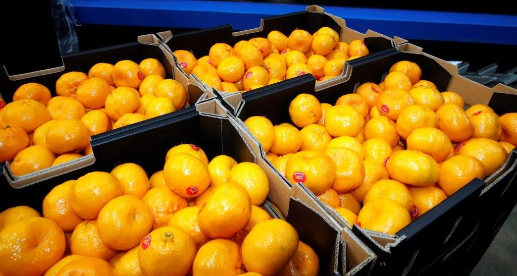 Citrus Packing — 888 Citrus