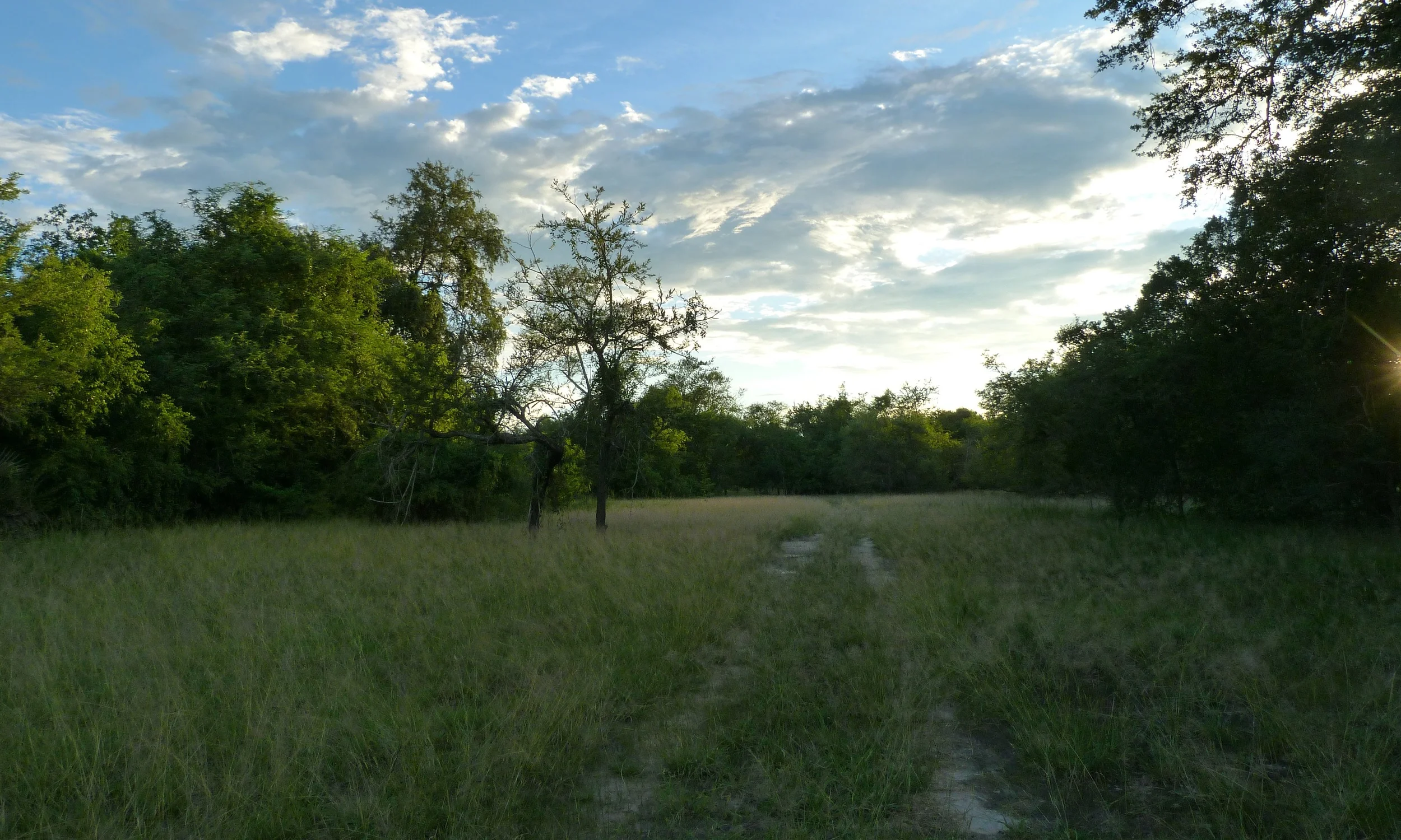 Coppice — TCT Dalmann