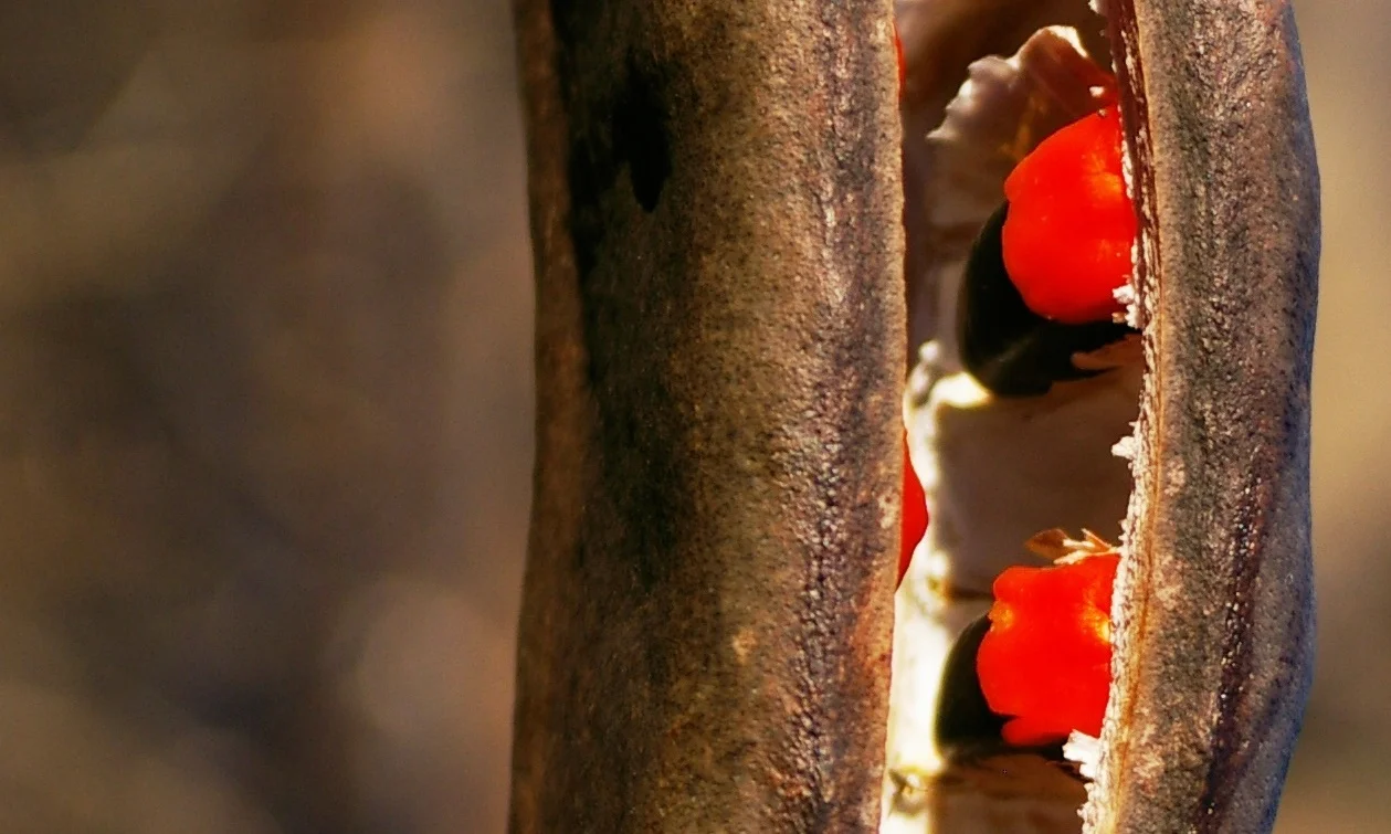 Chamfuta — TCT Dalmann