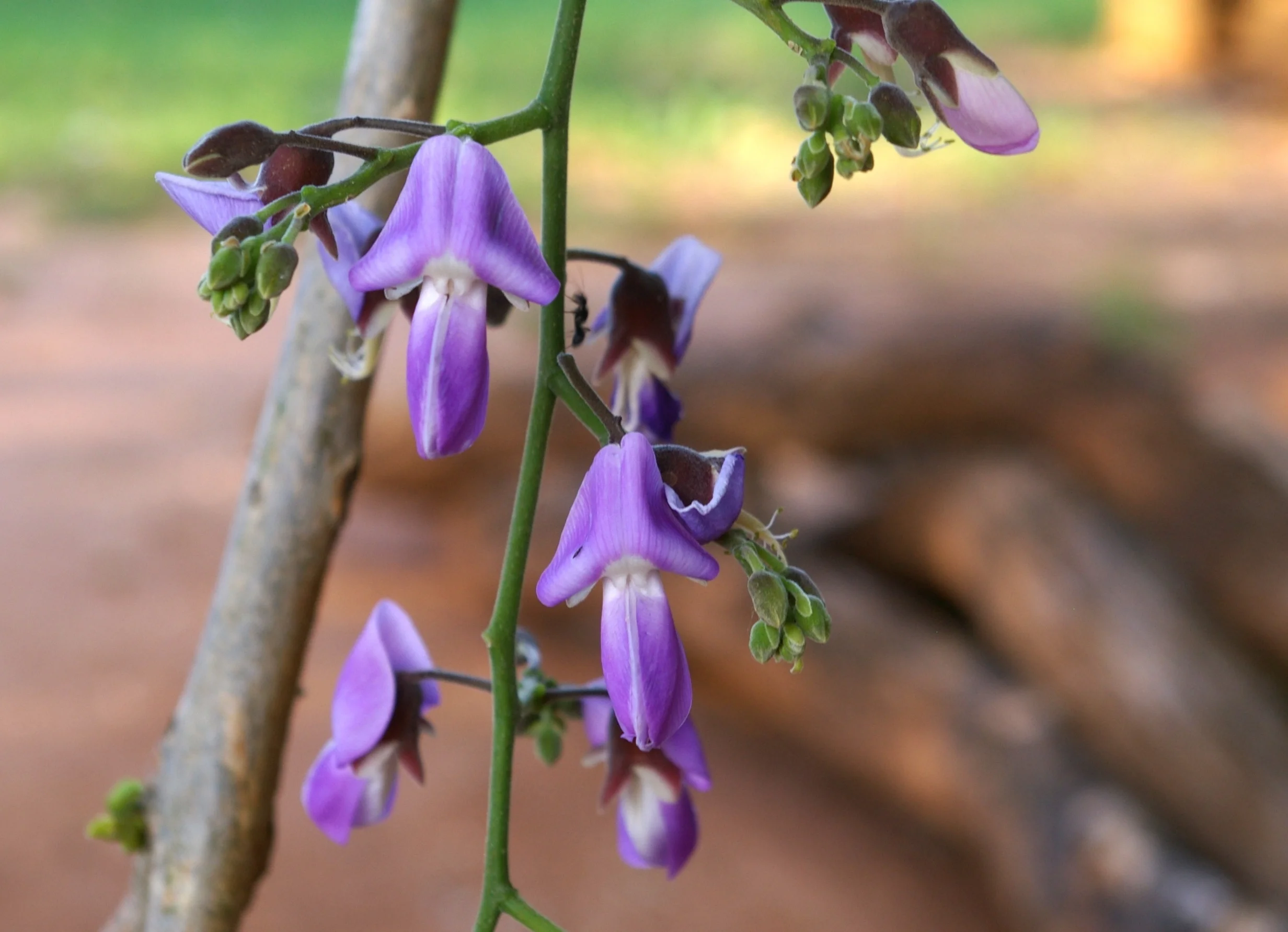 Panga Panga — TCT Dalmann