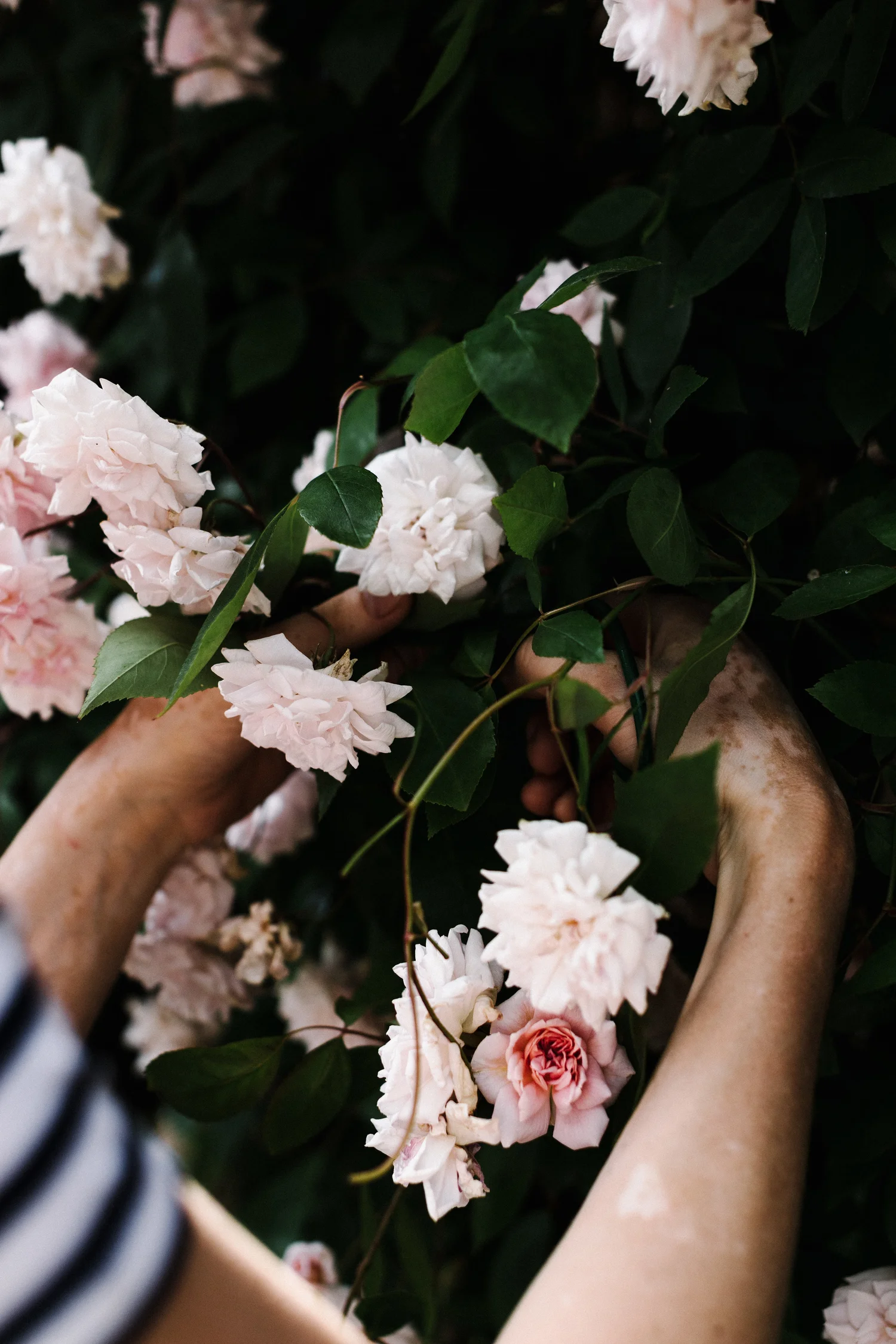 Pollen Room: London Edition — SOOK