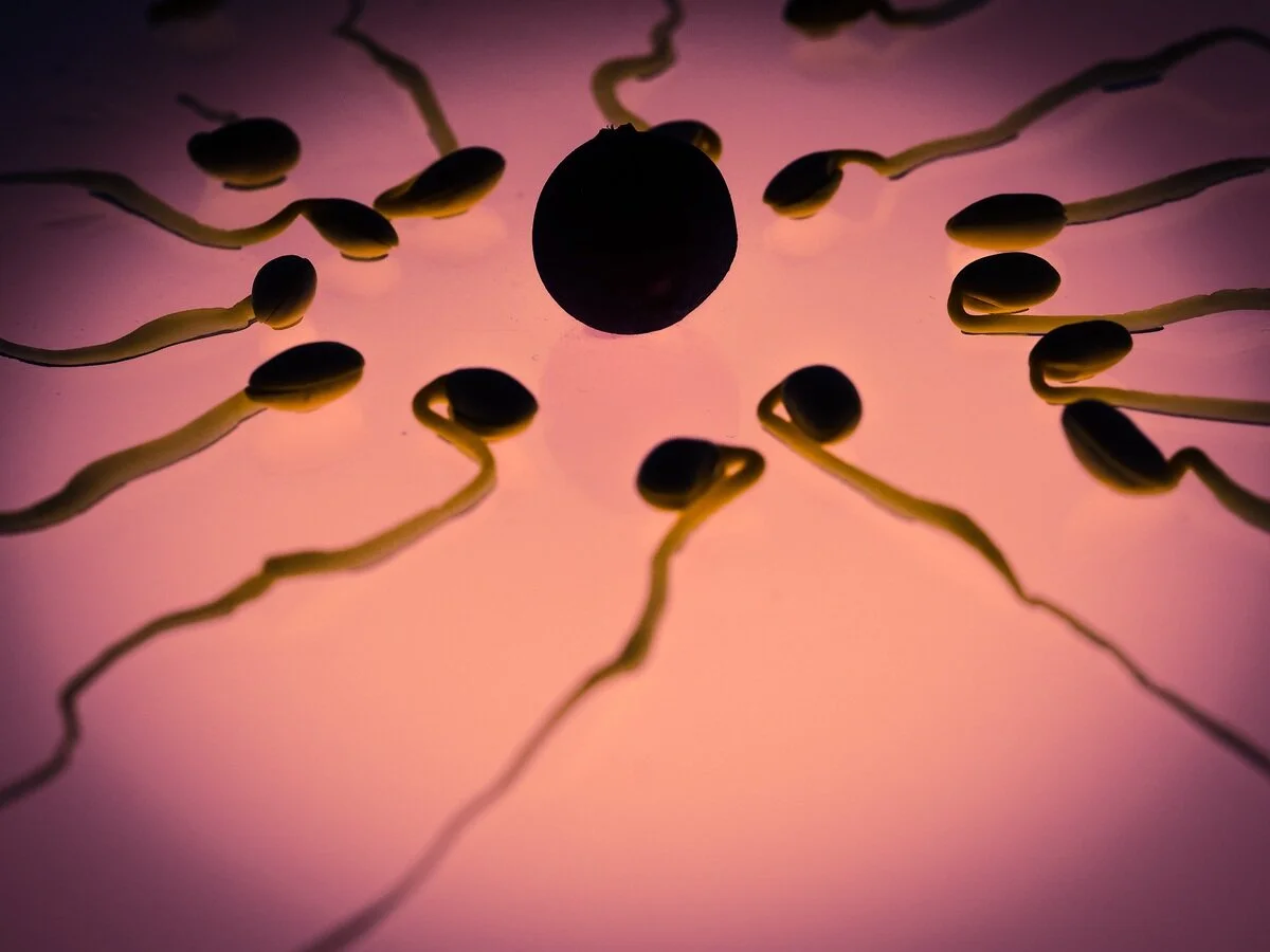 TESA or TESE: Which Is Better For Sperm Extraction? — Every Thing For Dads