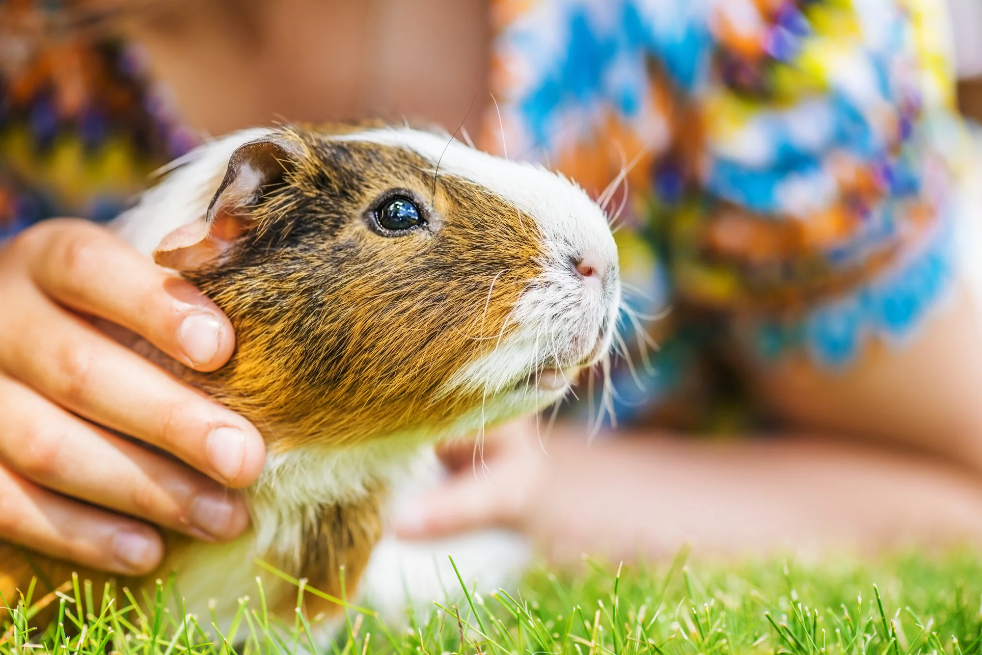 How To Look After A Guinea Pig – A Brief Guide — Every Thing For Dads