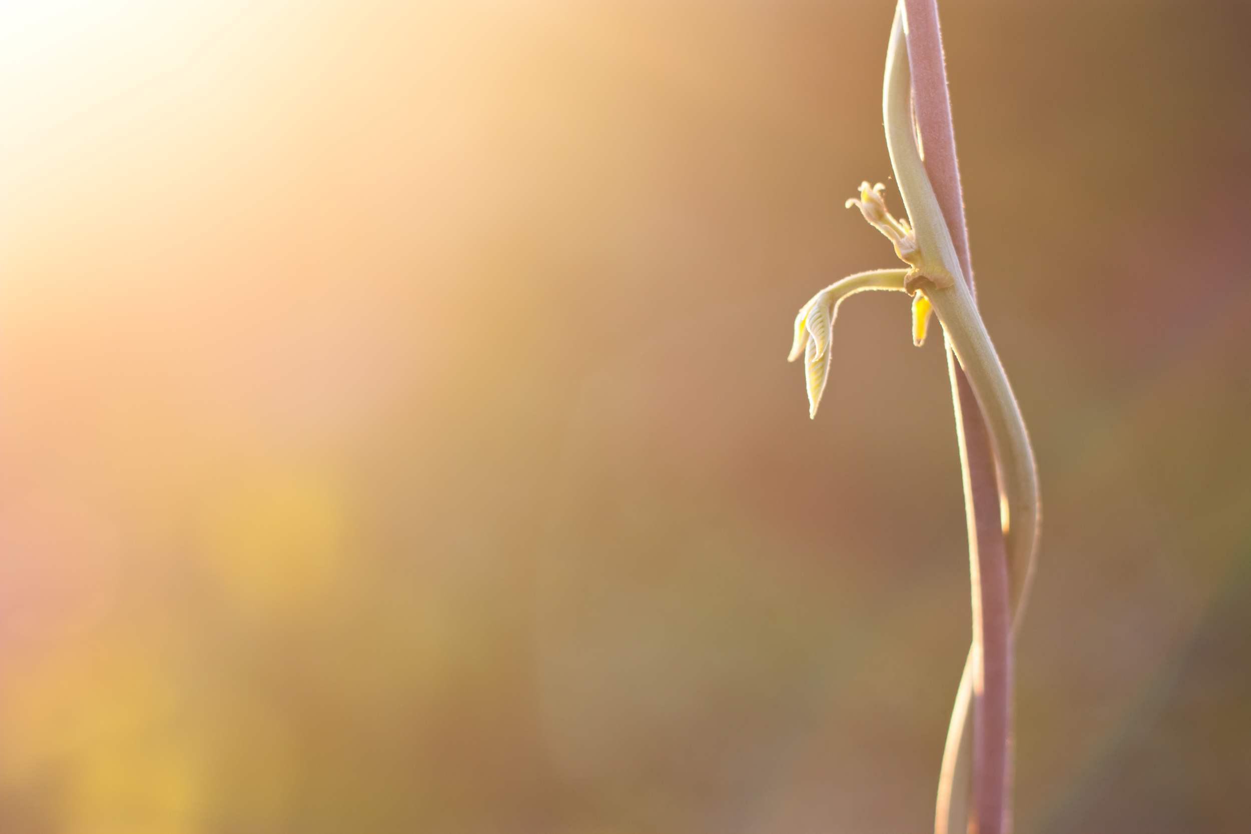Vine Bible Study - Growing Together in God's Truth — Vine Bible Study