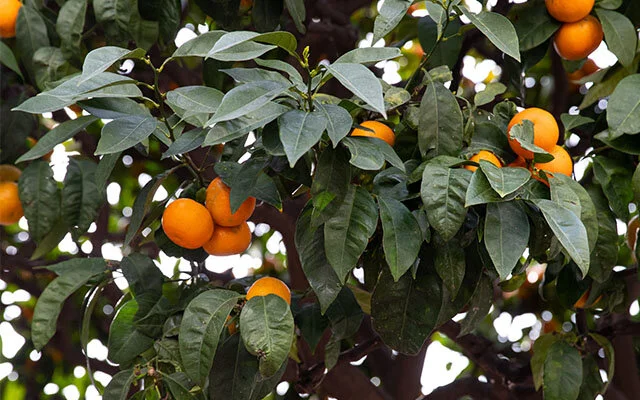 Our May 2020 Gin of the Month is from Monaco's first distillery, what a ...