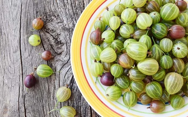 How to make homemade gooseberry gin (and a delicious cocktail to drink ...
