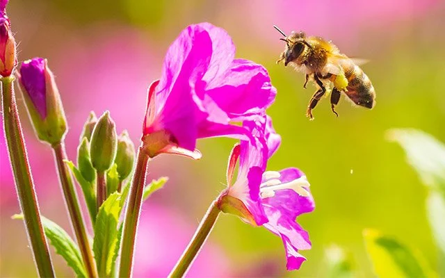 This Kirkjuvagr Beyla Honey & Raspberry Old Tom Gin and tonic is saving ...