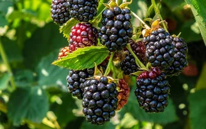 It's time to master the classic Bramble cocktail recipe! — Craft Gin ...