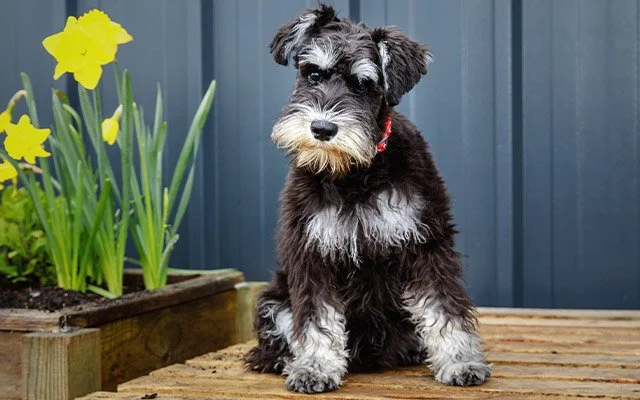 Craft Gin Club and Dogs Trust have teamed up with five fabulous ...