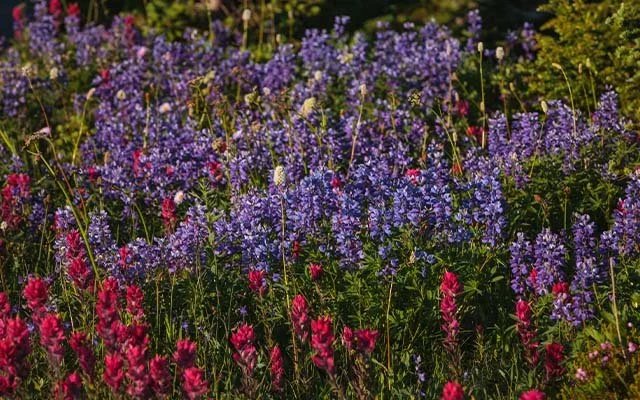 Discover everything you need to know about Astraea Spirits Meadow Gin ...