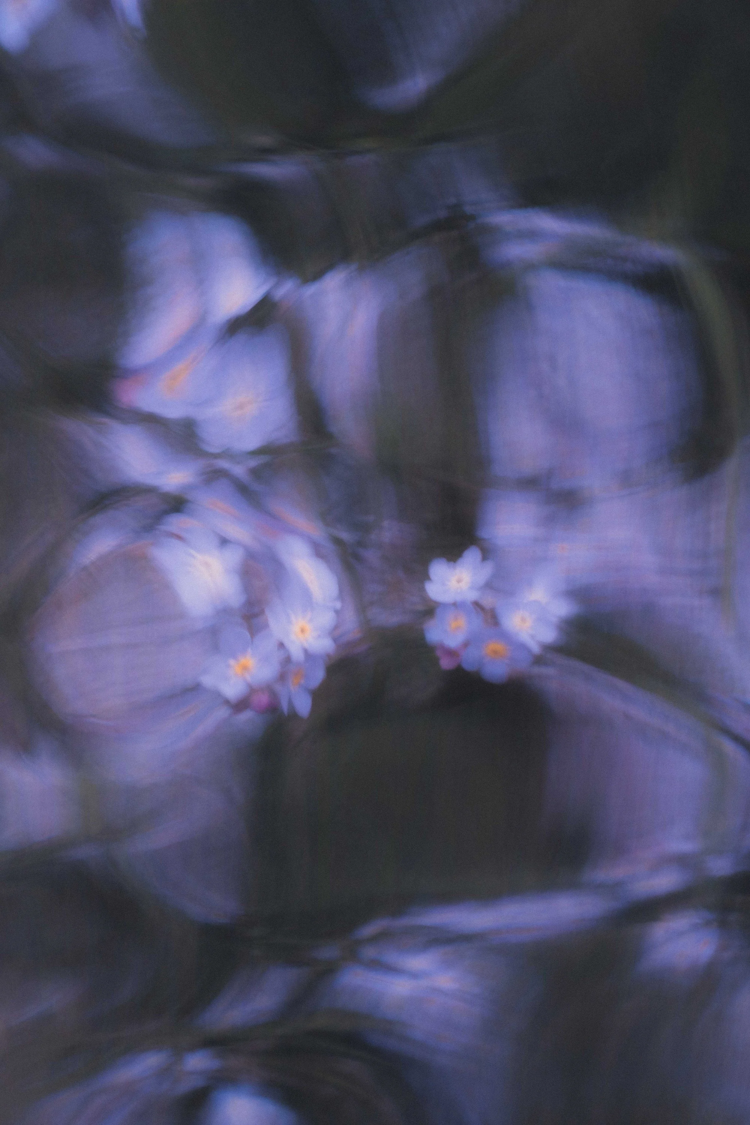 Floral Photography — Craig Taylor-Broad Photography