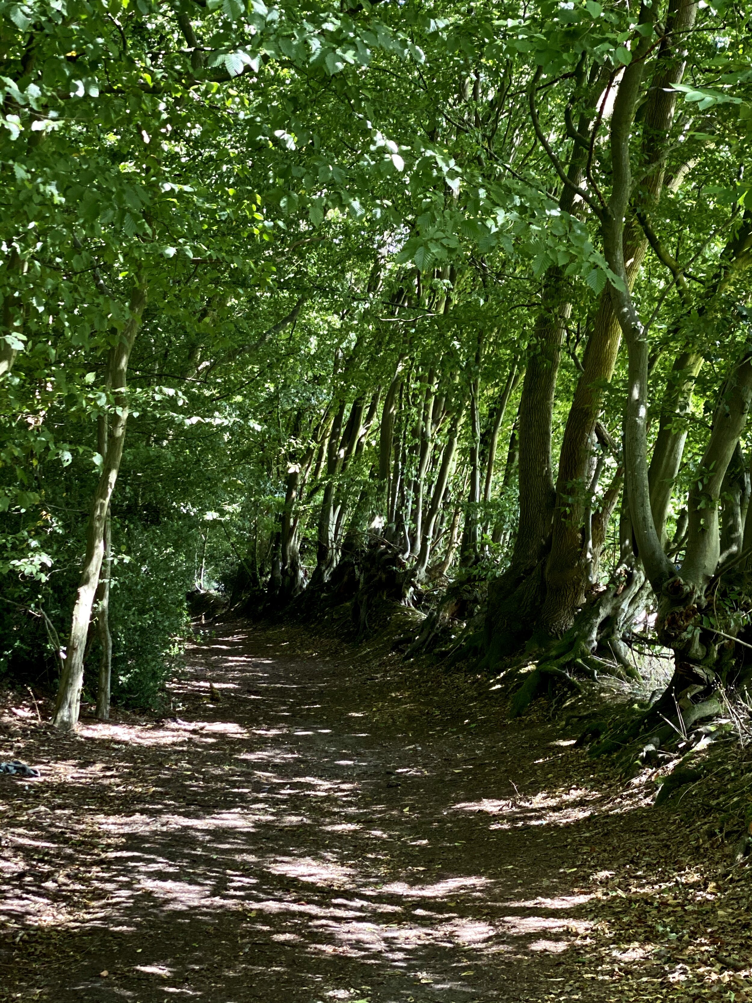 Chiltern Walks: Beaconsfield, Knotty Green and Seer Green — Richard Gower