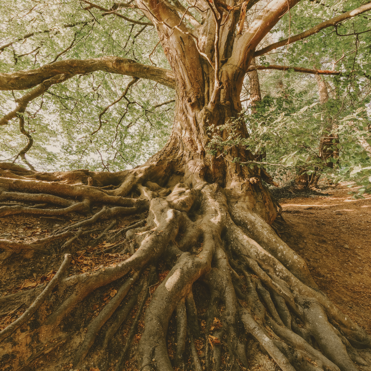 PETER WOHLLEBEN on the Hidden Life of Trees — FOR THE WILD