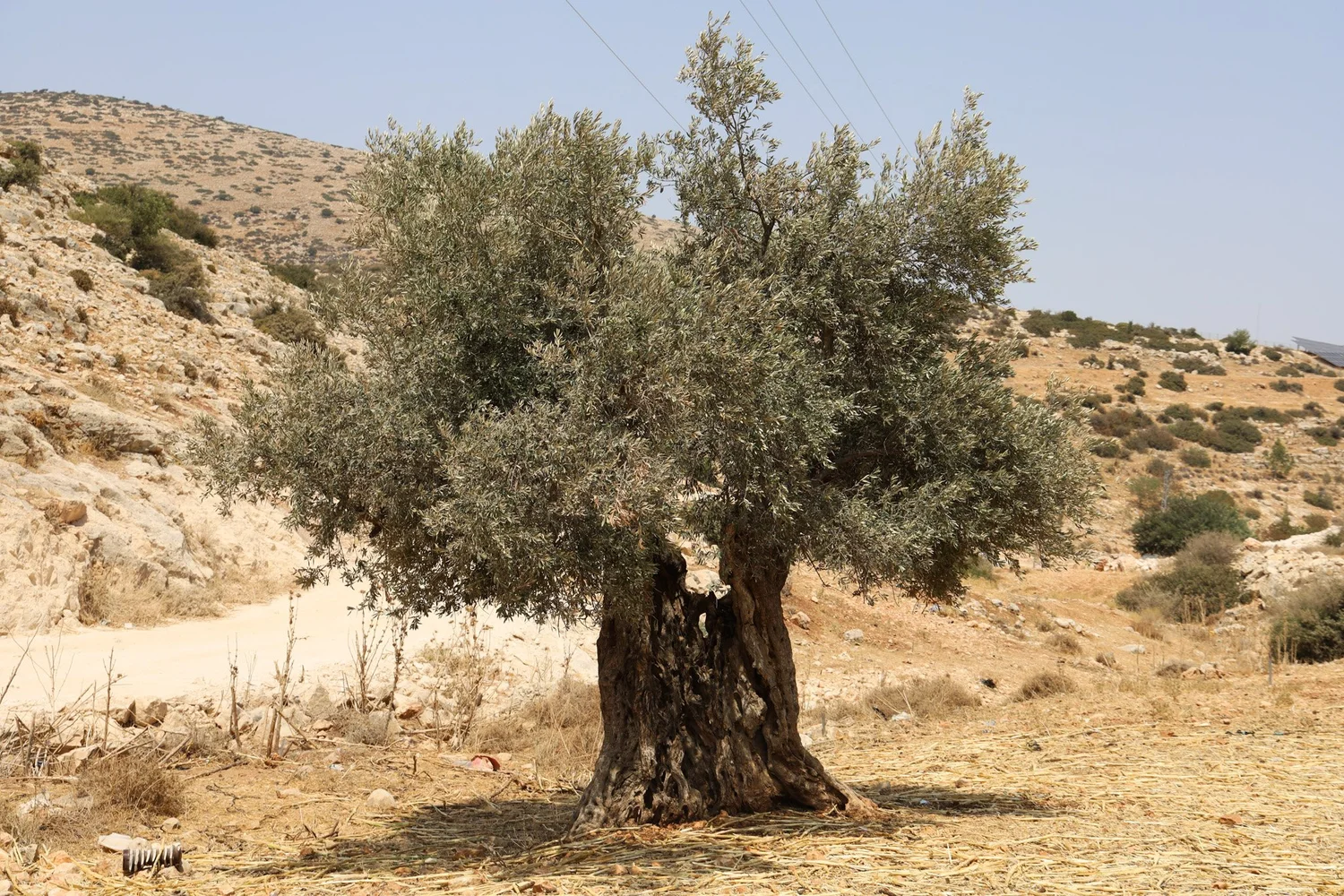 PLANTS ARE POLITICAL on the Lifeway of Olive Trees S1:1 — FOR THE WILD