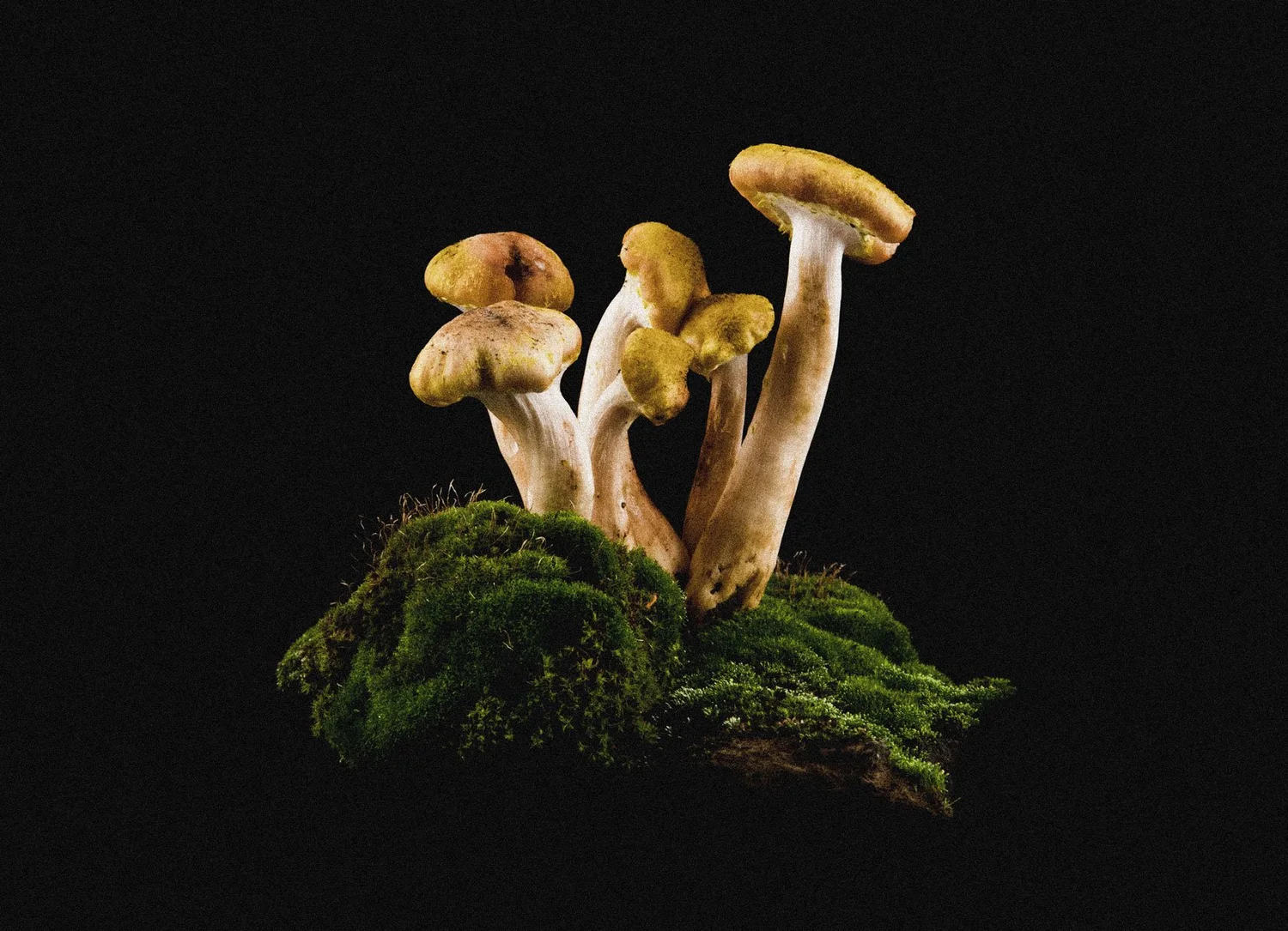 MERLIN SHELDRAKE on Embodied Entanglements /365 — FOR THE WILD