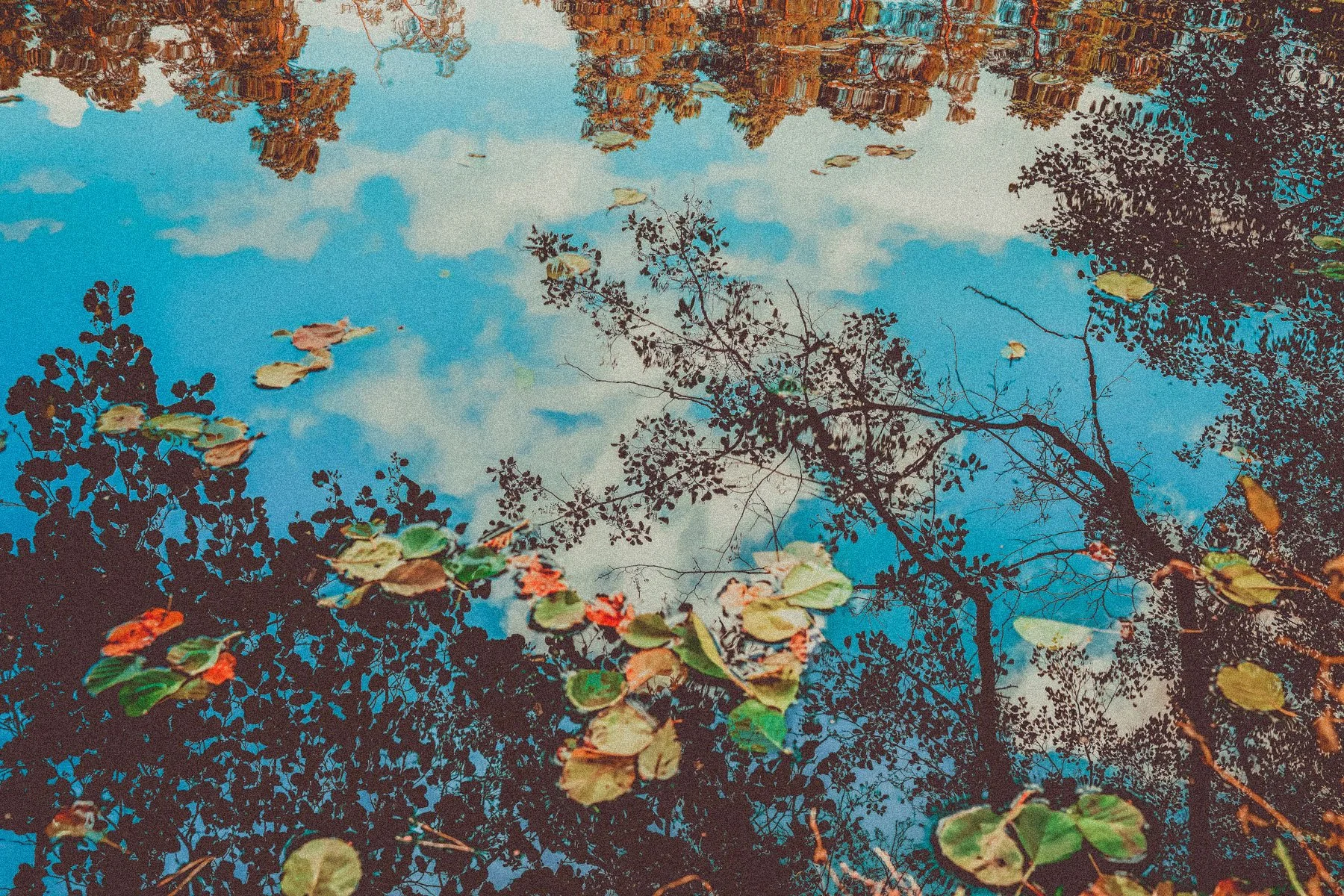 PERDITA FINN on the Long Story of Our Souls /353 — FOR THE WILD