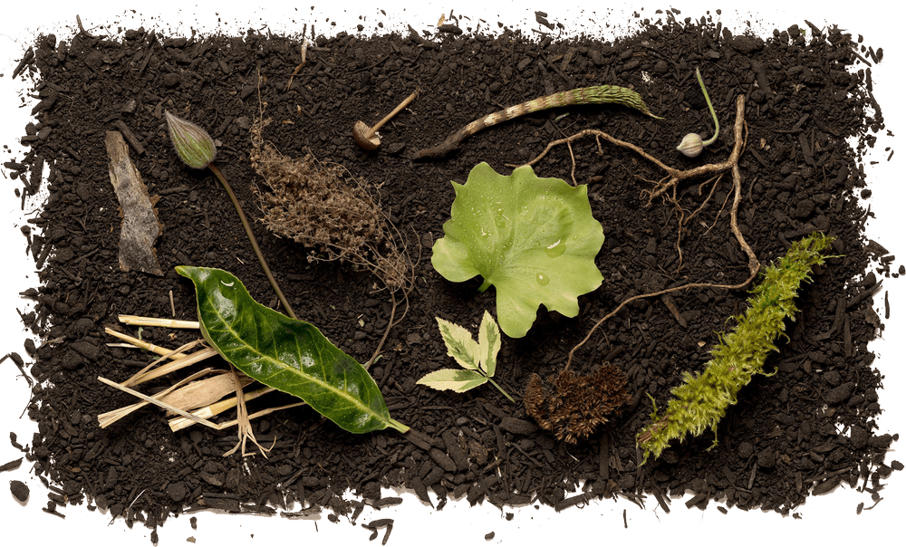 KATRINA SPADE on New Life from Death /346 — FOR THE WILD