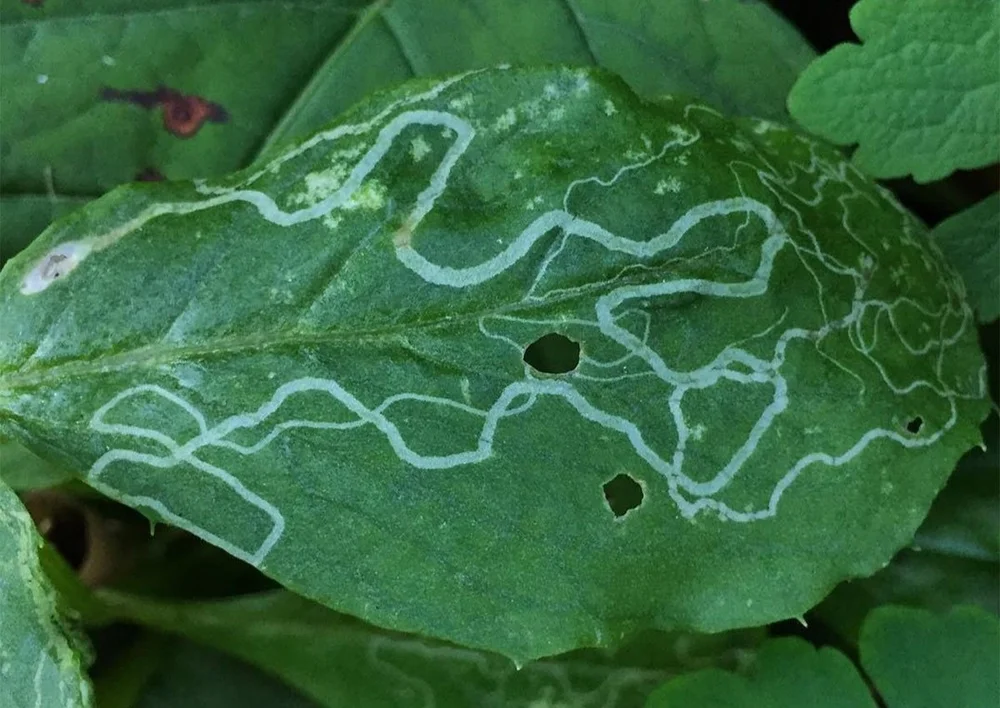 TUSHA YAKOVLEVA on the Invitation of Invasive Plants /307 — FOR THE WILD