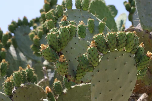 PLANTS ARE POLITICAL on the Sweetness of Watermelon and Prickly Pear S1 ...