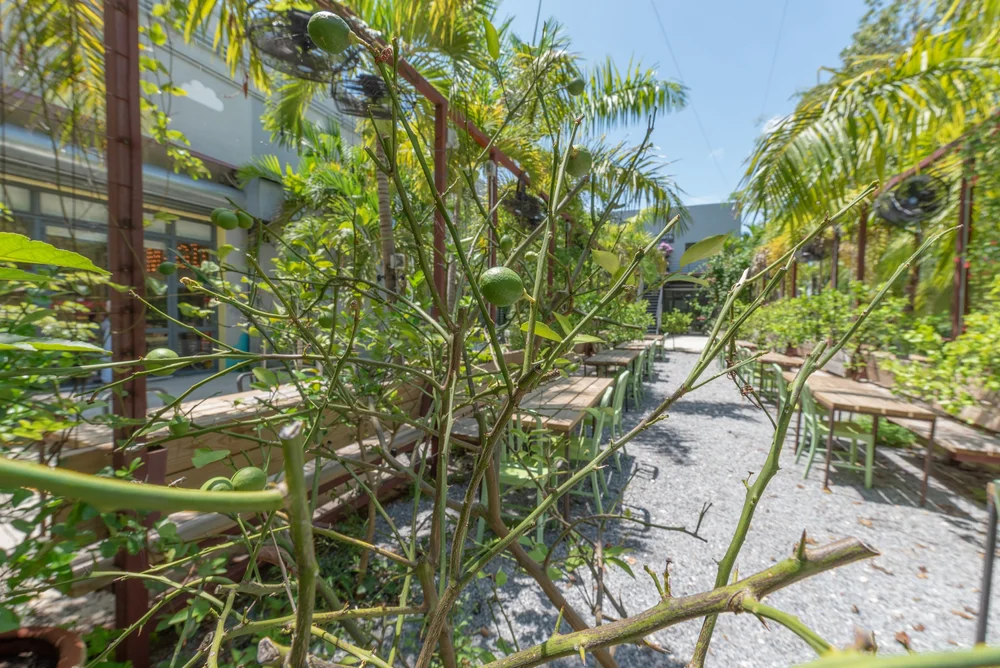 Miami Ironside's Lemon Grove: An Open-Air Venue with Lemon Trees ...