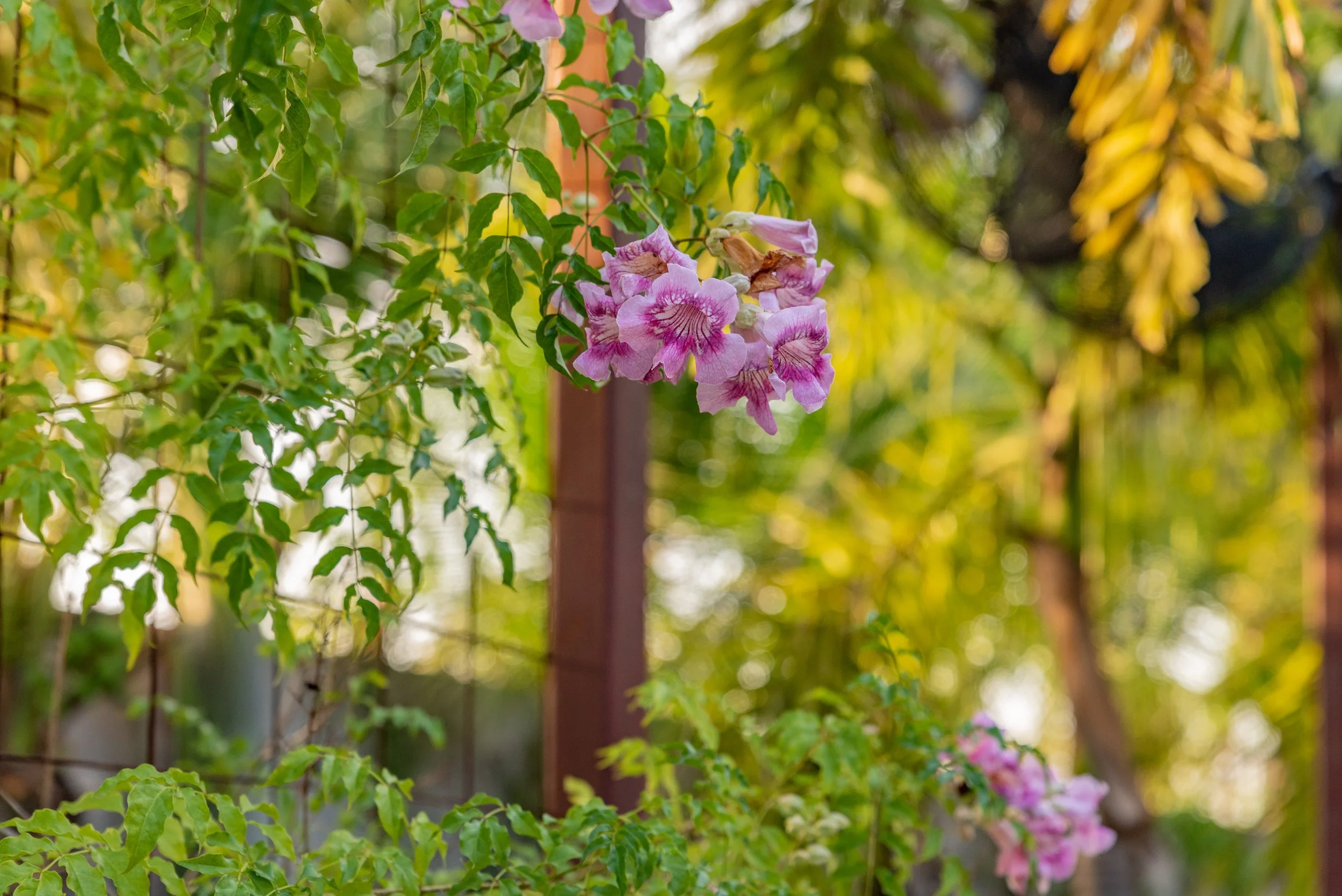Miami Ironside's Lemon Grove: An Open-Air Venue with Lemon Trees ...