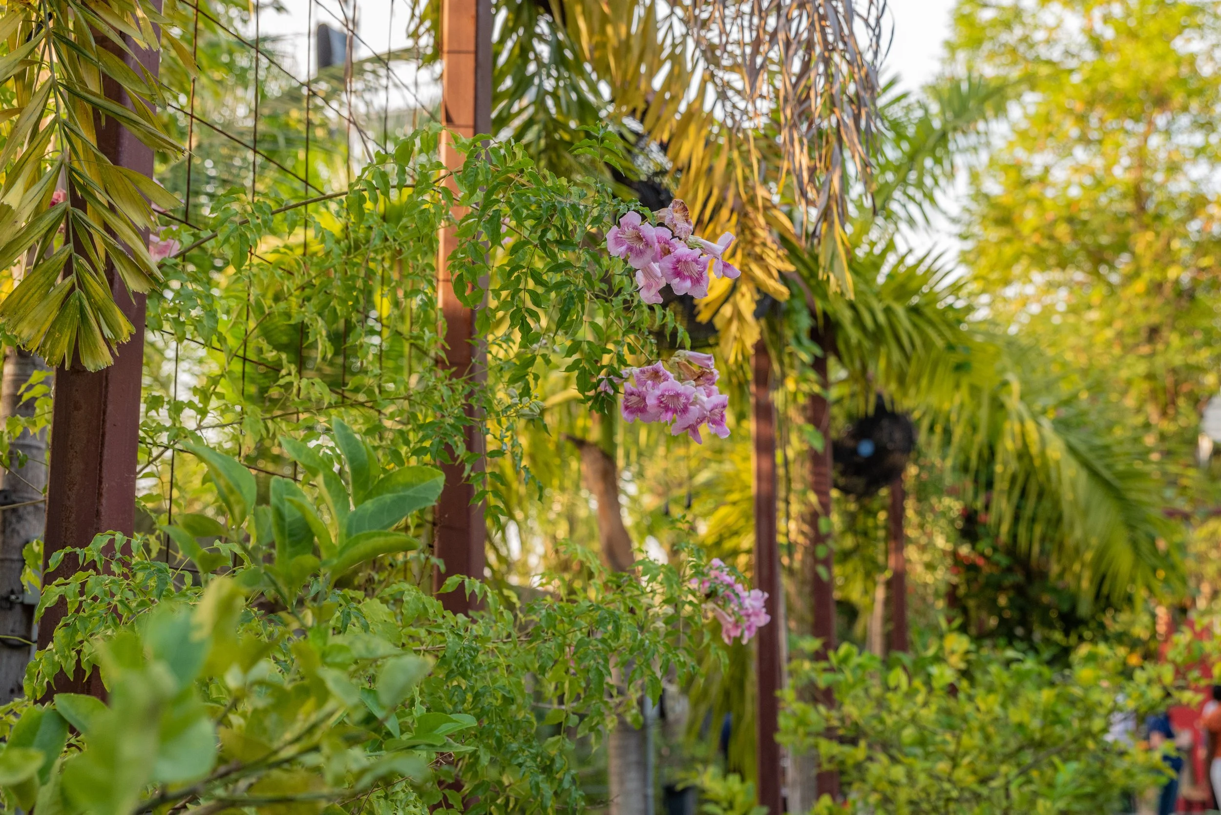 Miami Ironside's Lemon Grove: An Open-Air Venue with Lemon Trees ...
