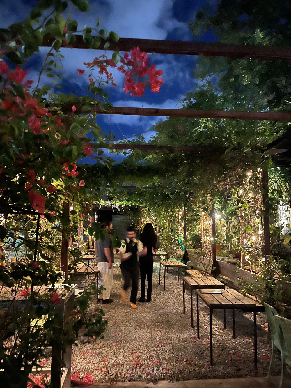Miami Ironside's Lemon Grove: An Open-Air Venue with Lemon Trees ...