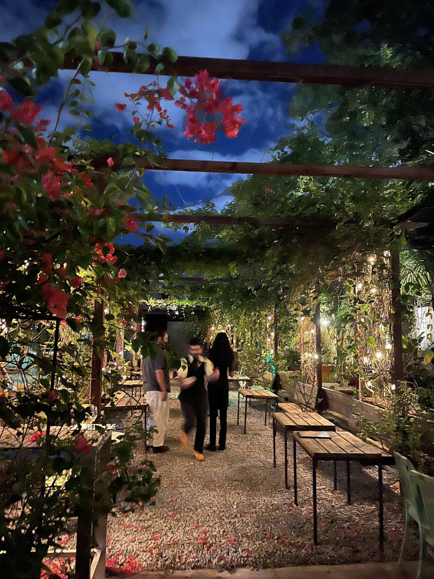 Miami Ironside's Lemon Grove: An Open-Air Venue with Lemon Trees ...