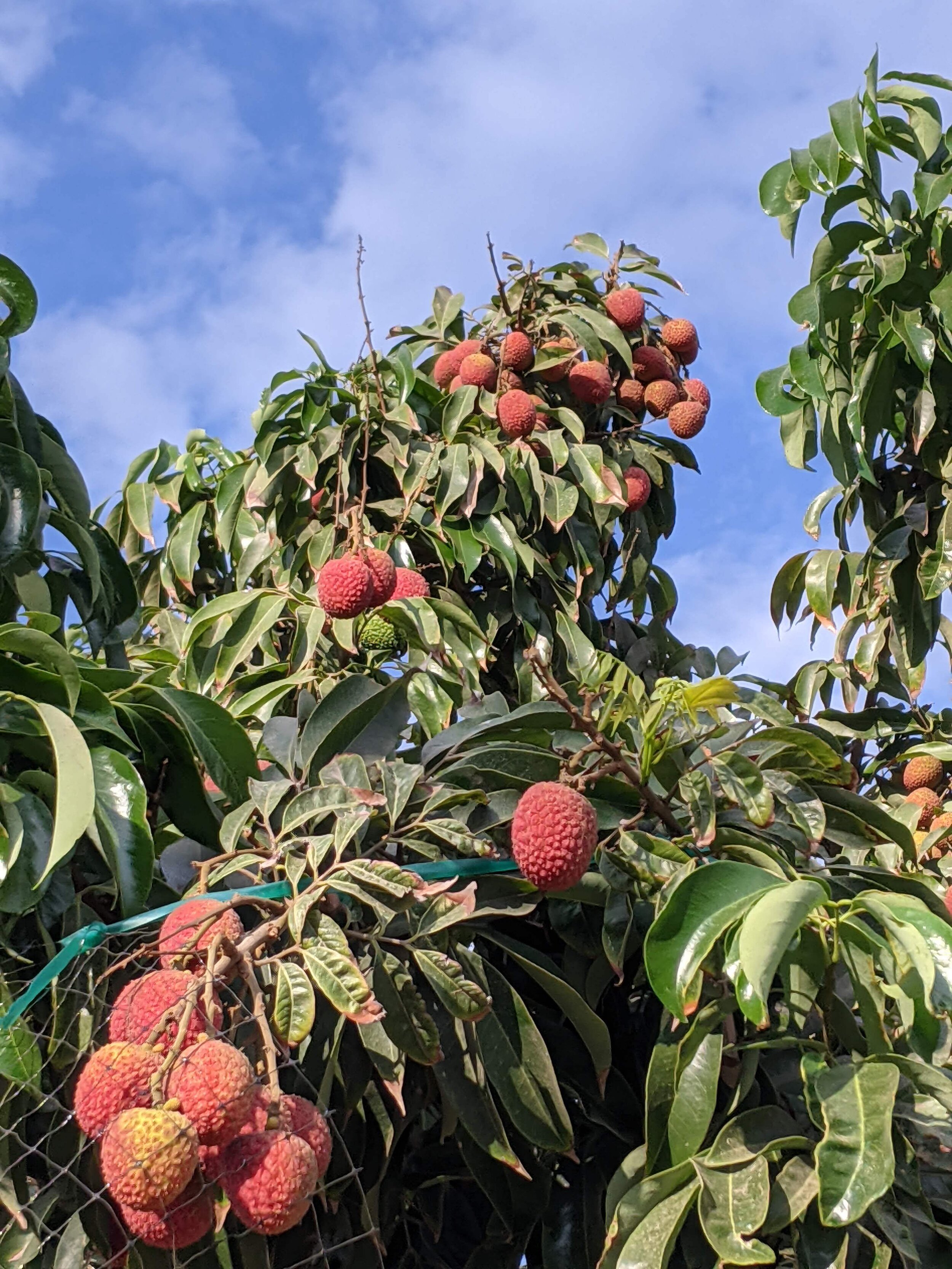 Lychee Plant