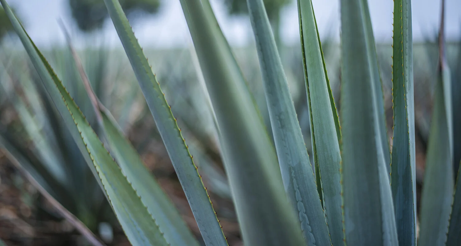 QUI PLATINUM EXTRA AÑEJO TEQUILA