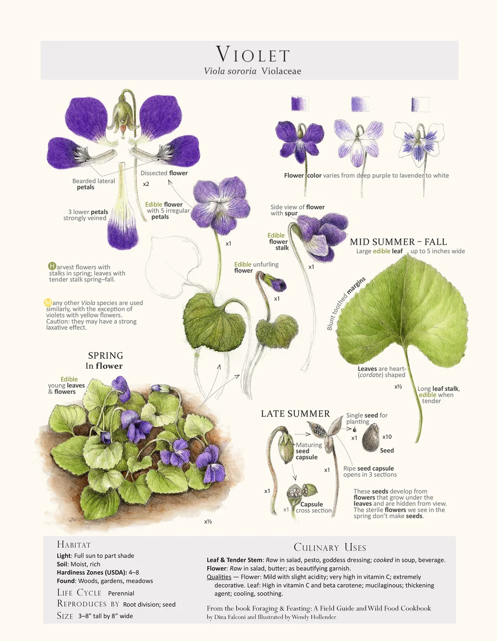 Violets Botanical Drawing