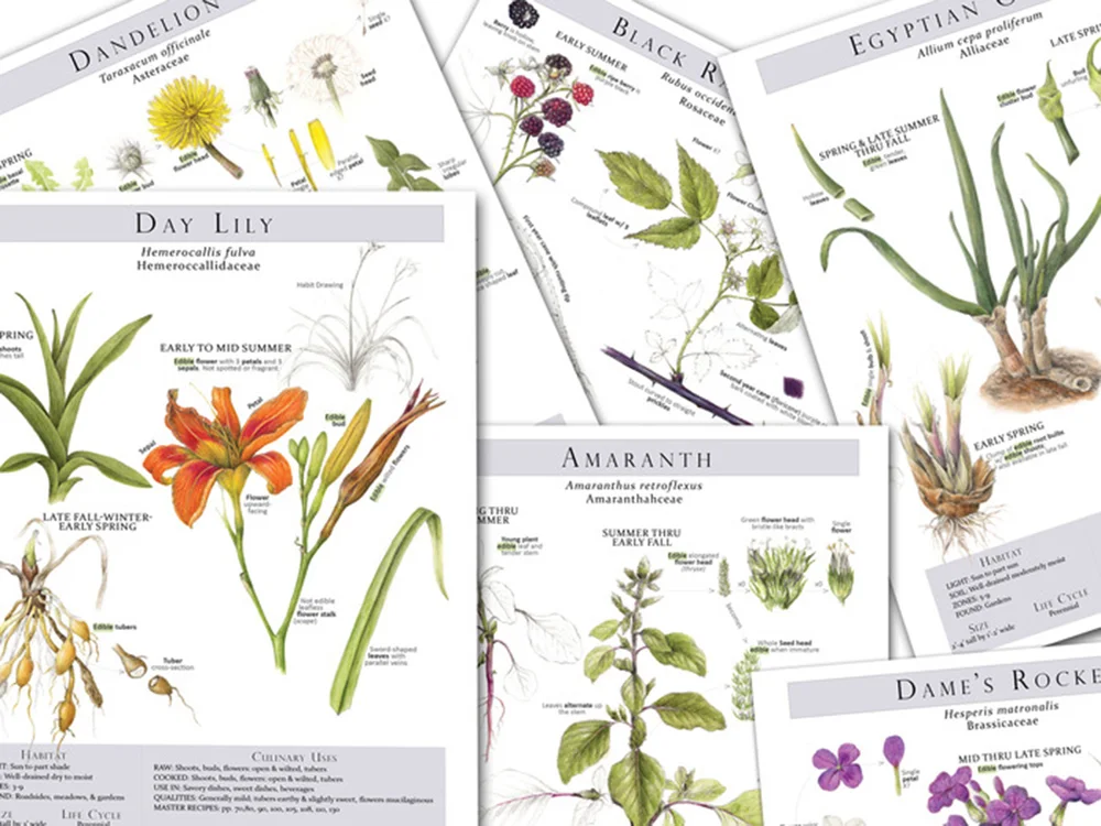 Wild Greens Identification