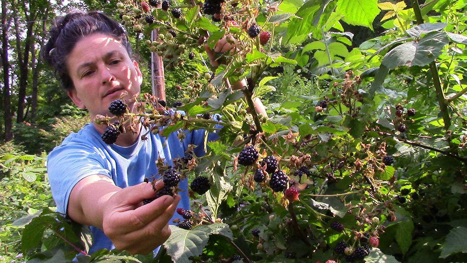 Wild Berry Picking — Foraging and Feasting