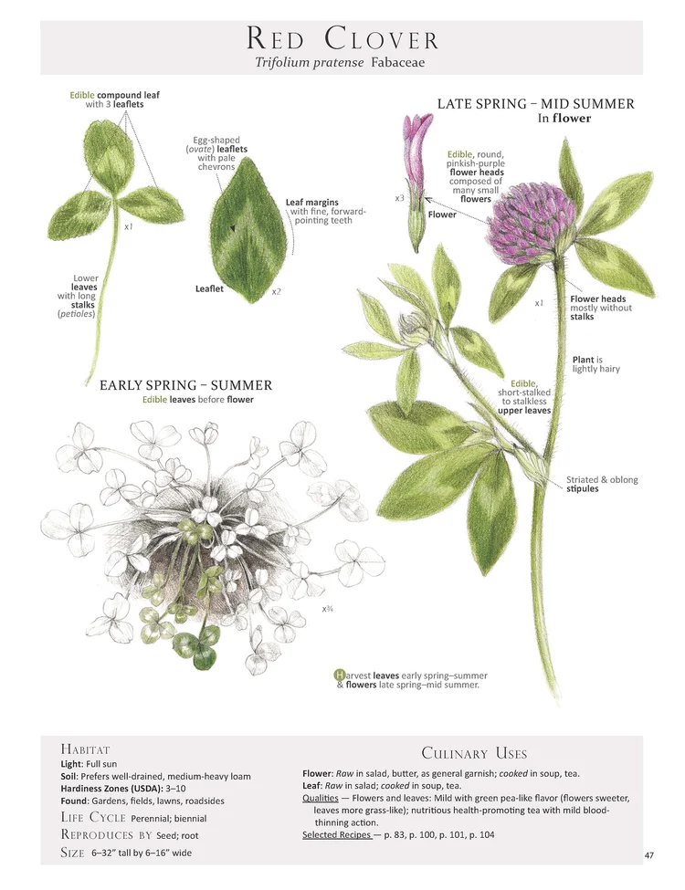 Red Clover — Foraging and Feasting