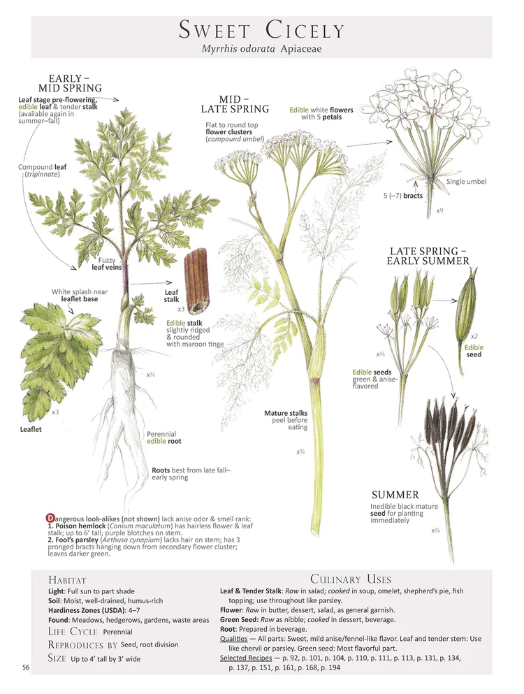 Sweet Cicely (Myrrhis odorata) of the Apiacae Family — Foraging and ...