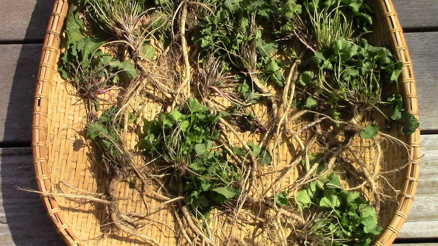 Garlic Mustard Root = Wild-Style Horseradish — Foraging and Feasting