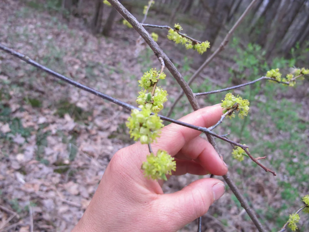 SPICEBUSH = WELCOME AROMATIC FRIEND WHO BLOOMS IN EARLY SPRING BEFORE ...
