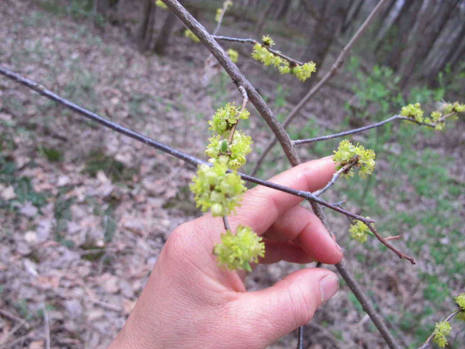 SPICEBUSH = WELCOME AROMATIC FRIEND WHO BLOOMS IN EARLY SPRING BEFORE ...