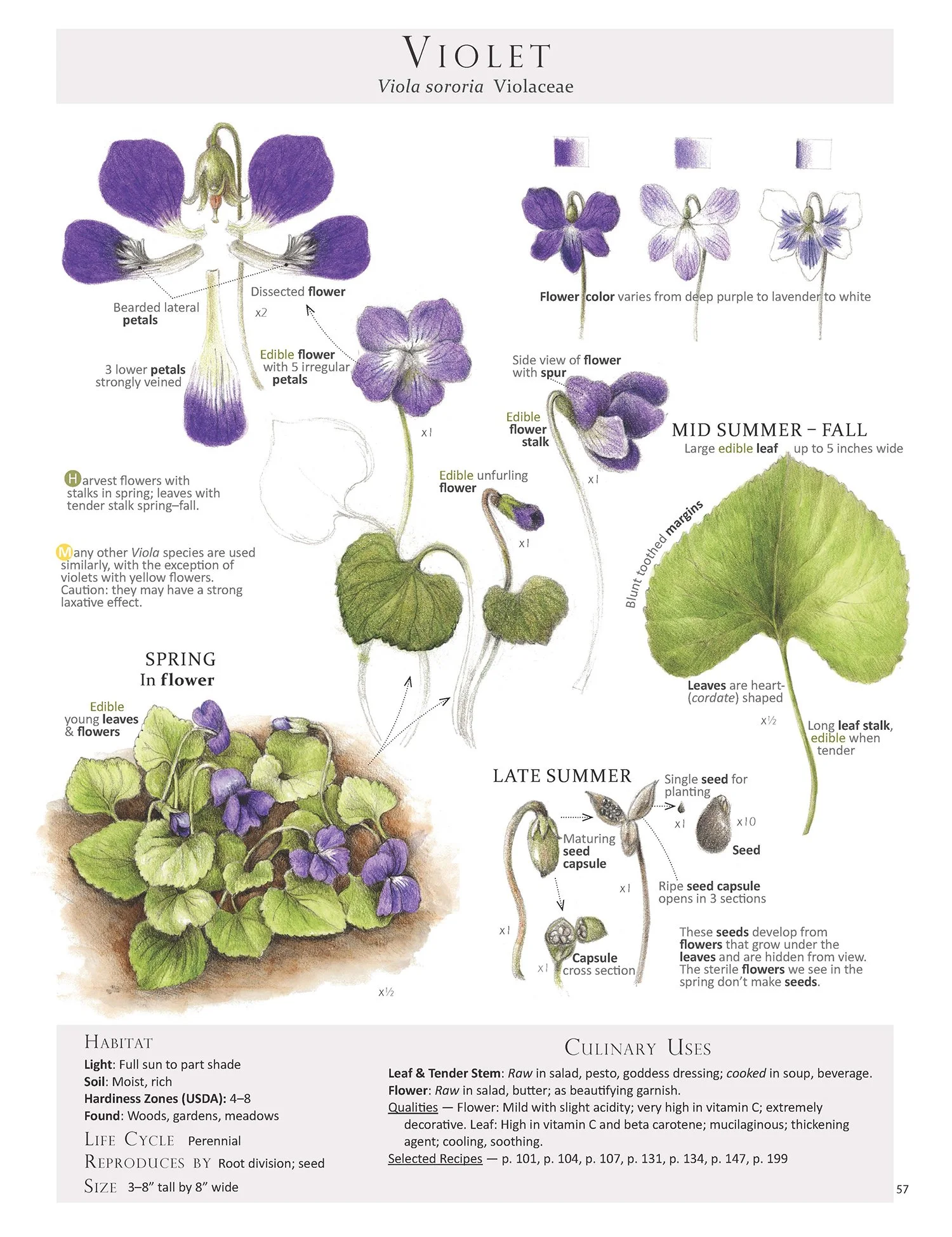Sweet Violet Valentine's Day to You! — Foraging and Feasting