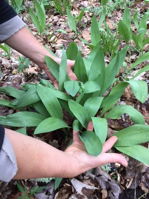 Foraging Blog — Foraging and Feasting