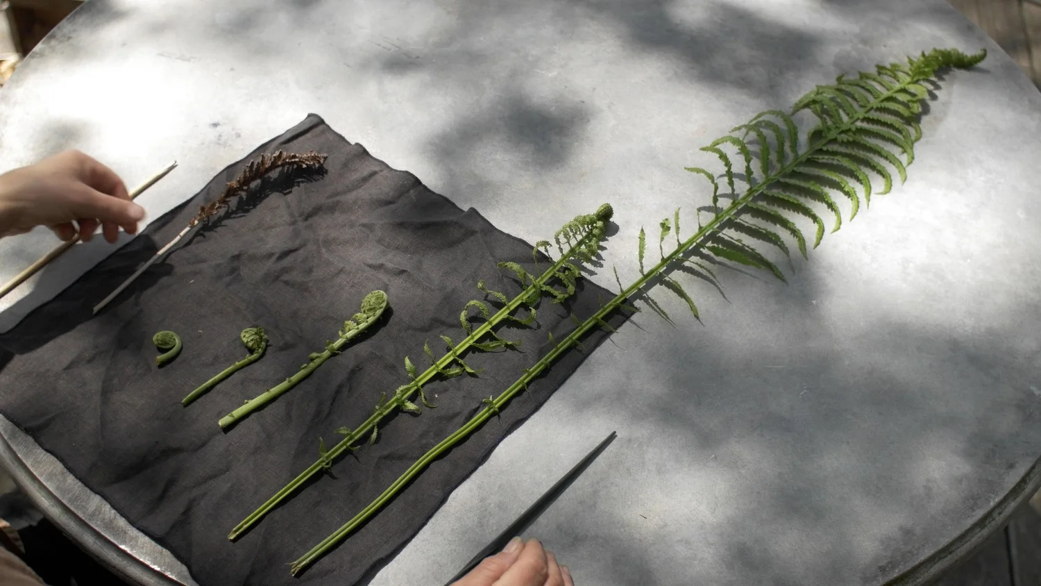 Foraging Blog — Foraging and Feasting