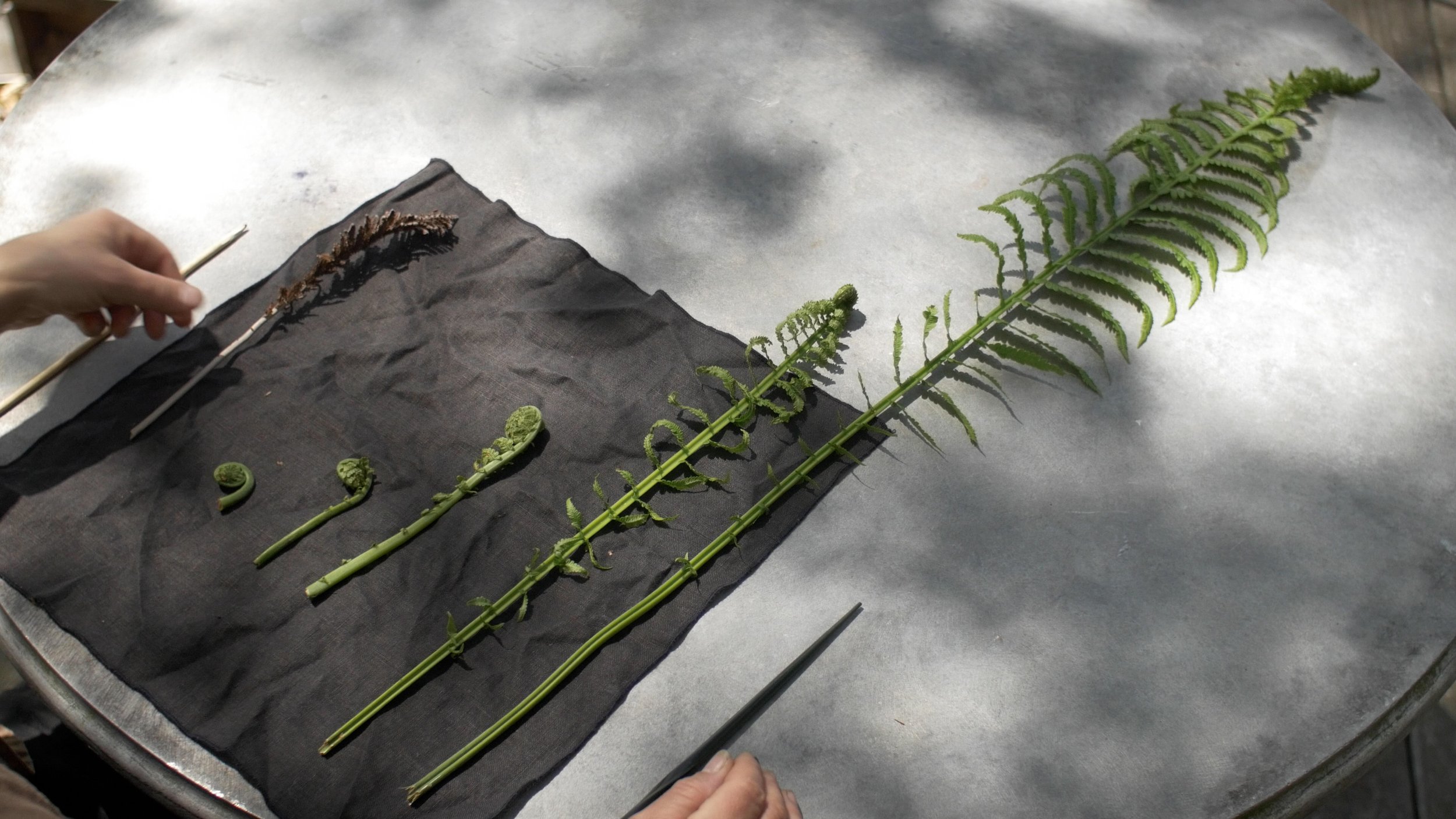 Foraging Blog — Foraging and Feasting