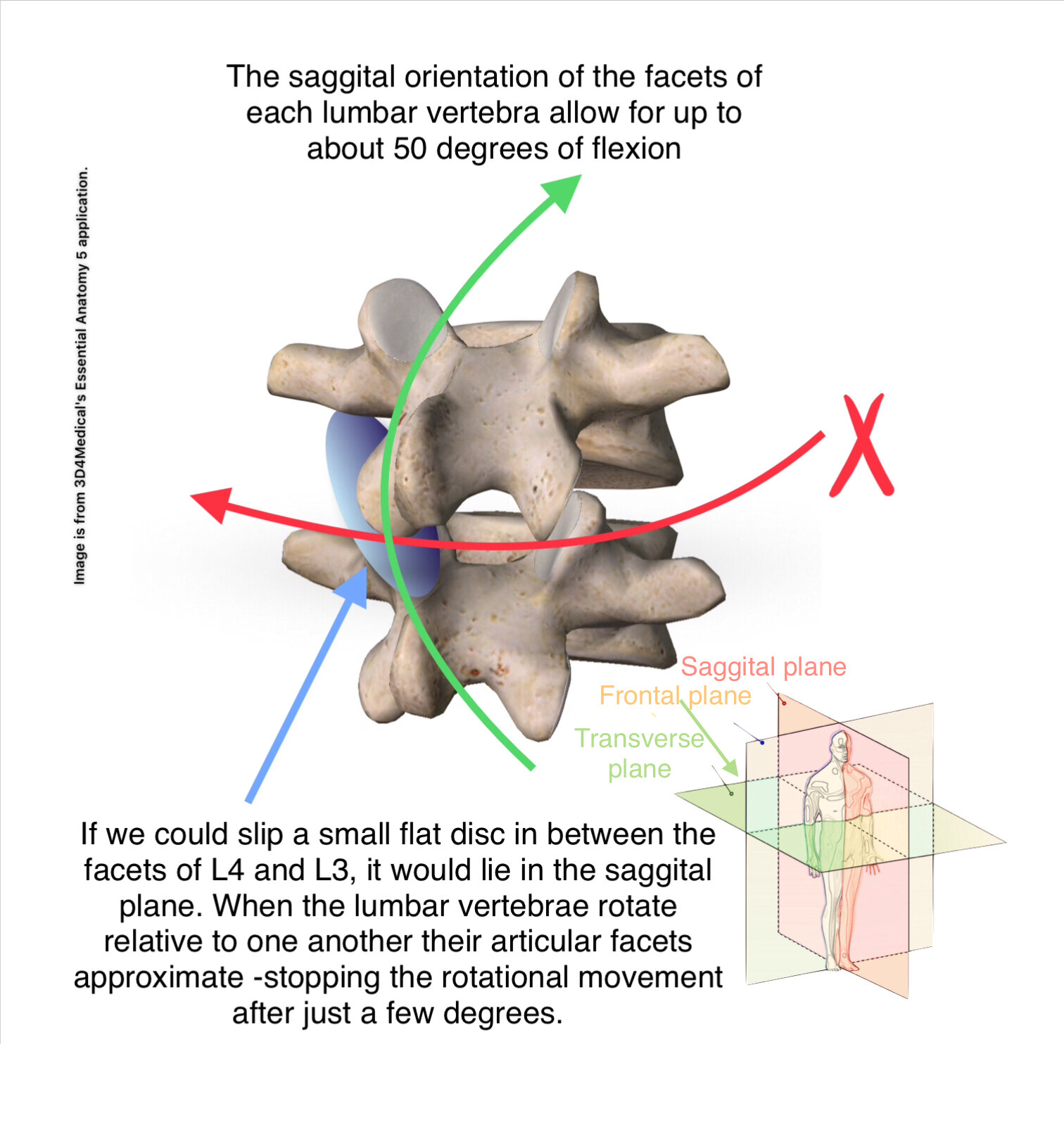 How the spine is organized and why it can hurt: Basic Lumbar spine ...