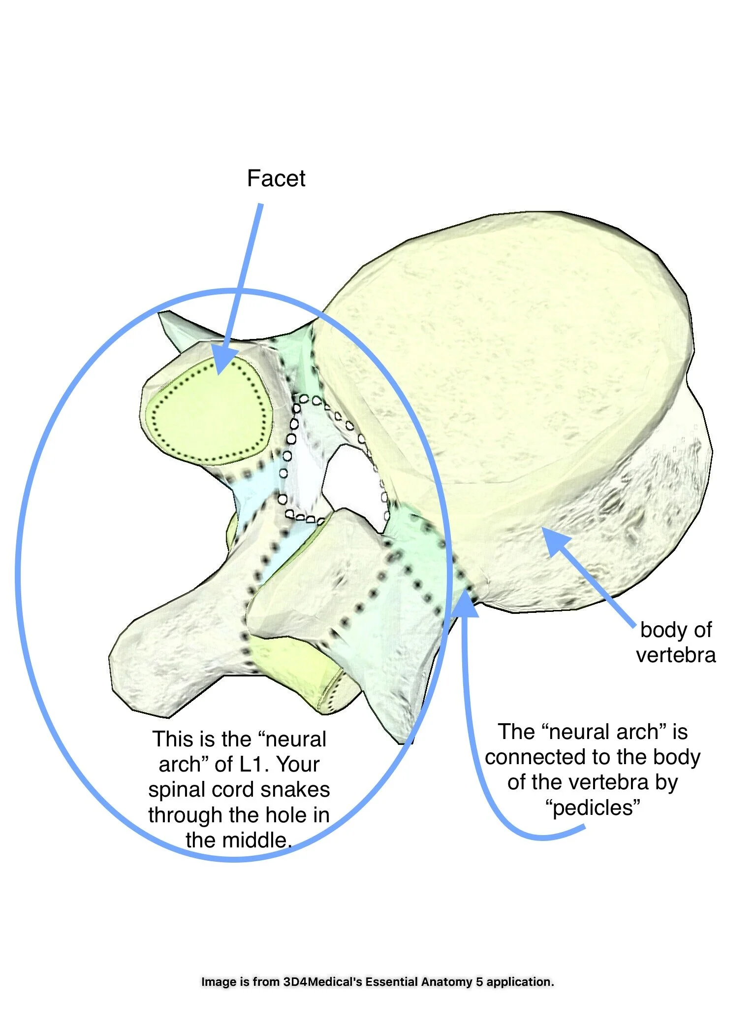 How the spine is organized and why it can hurt: Basic Lumbar spine ...