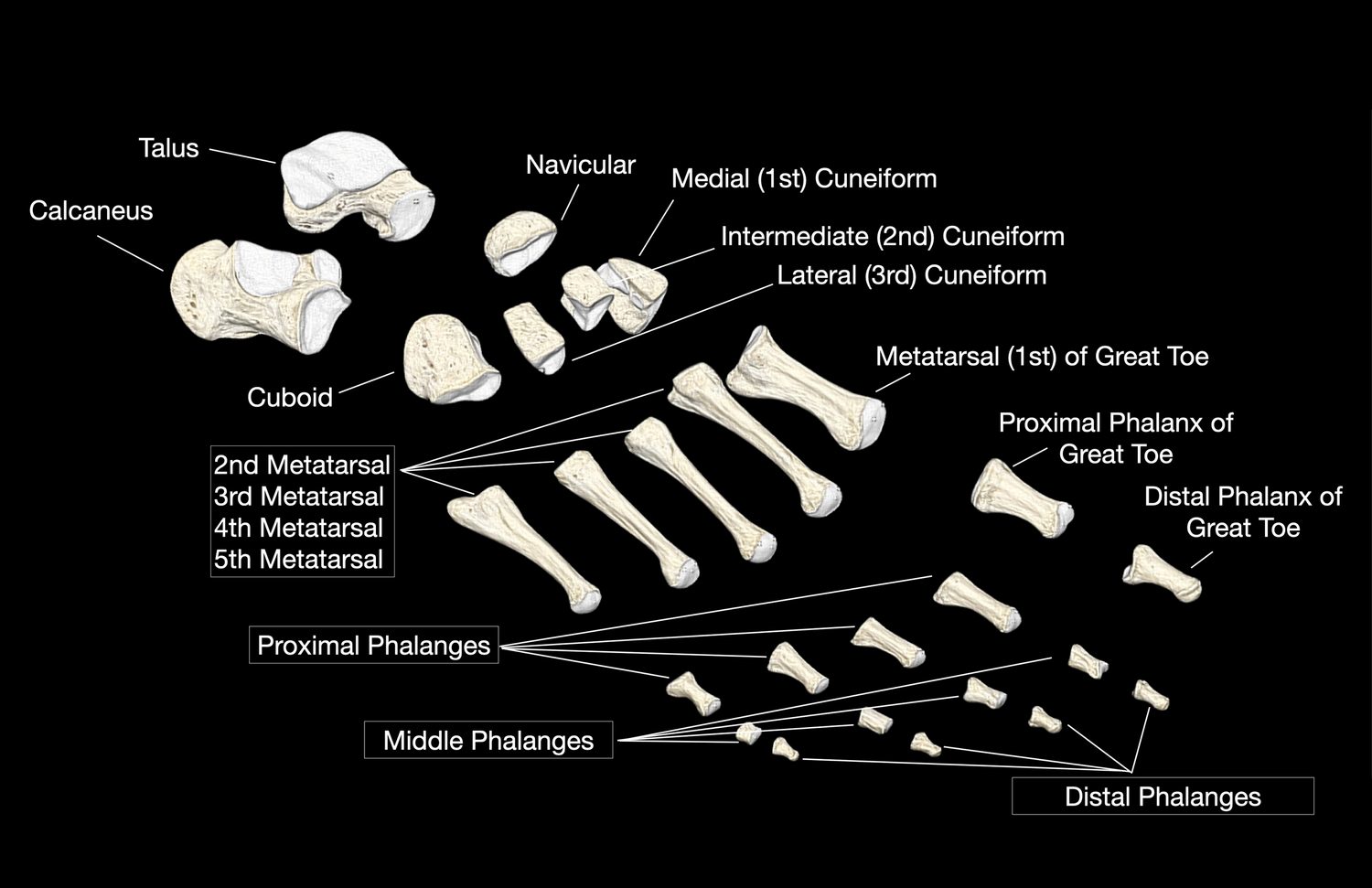 Leg and Foot Anatomy General Overview-Structural Elements