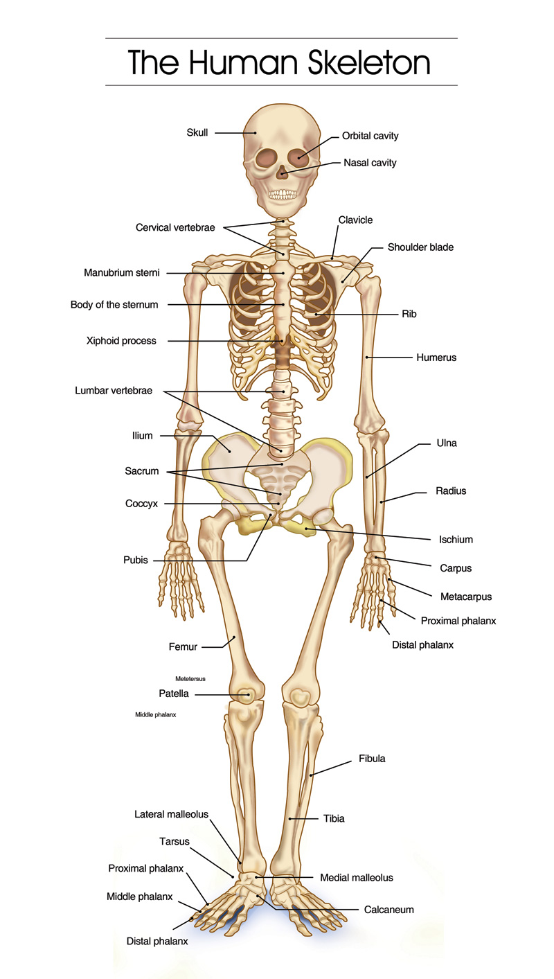 balancing-on-your-skeleton-pilates-garage