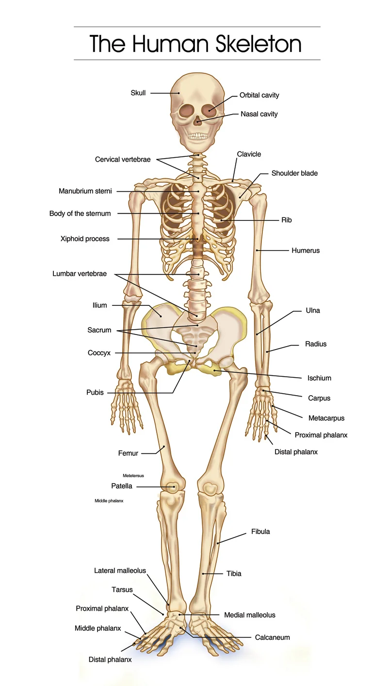 Balancing On Your Skeleton Pilates Garage